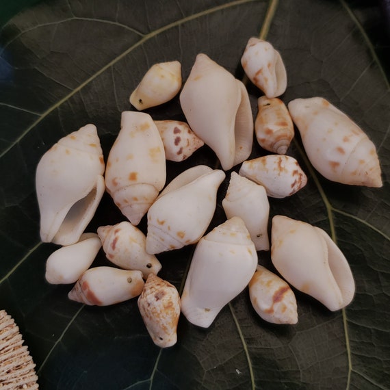 Conchas Marinas Hawaianas Concha En Espiral De Perla Natural,