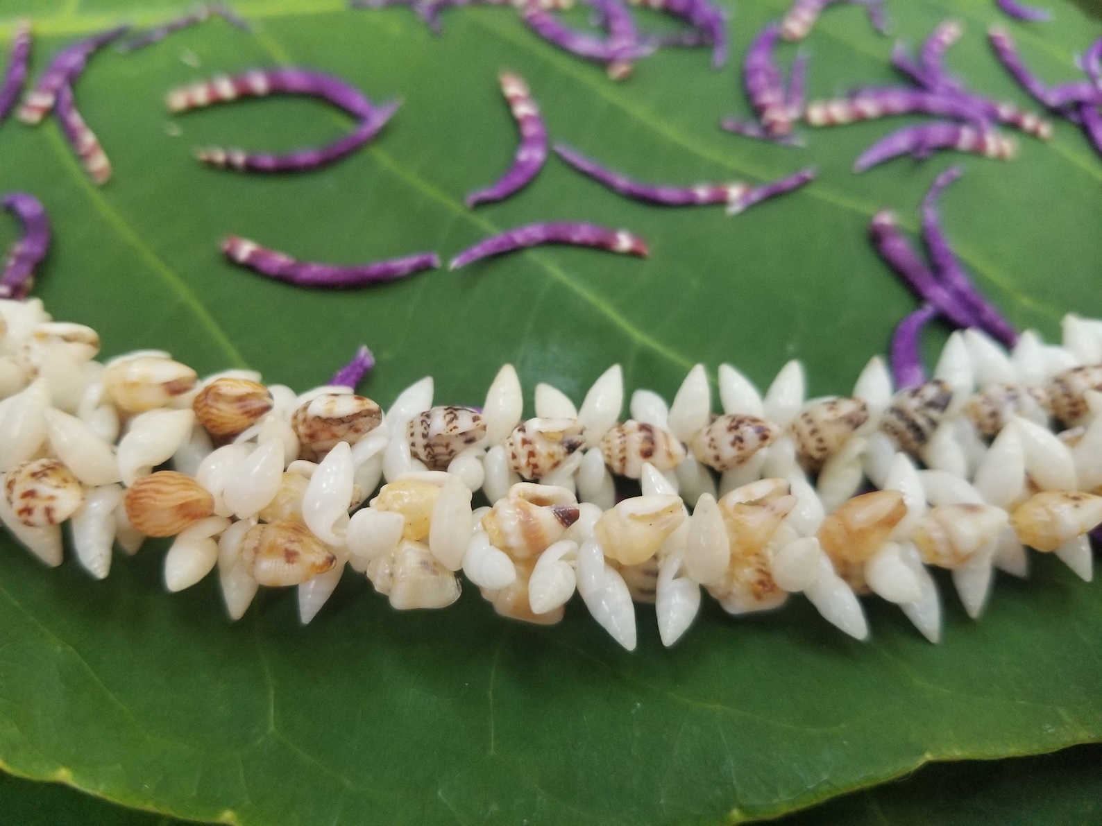 Kahelelani Shell Necklace Momi Shell Jewelry Momi Shell - Etsy