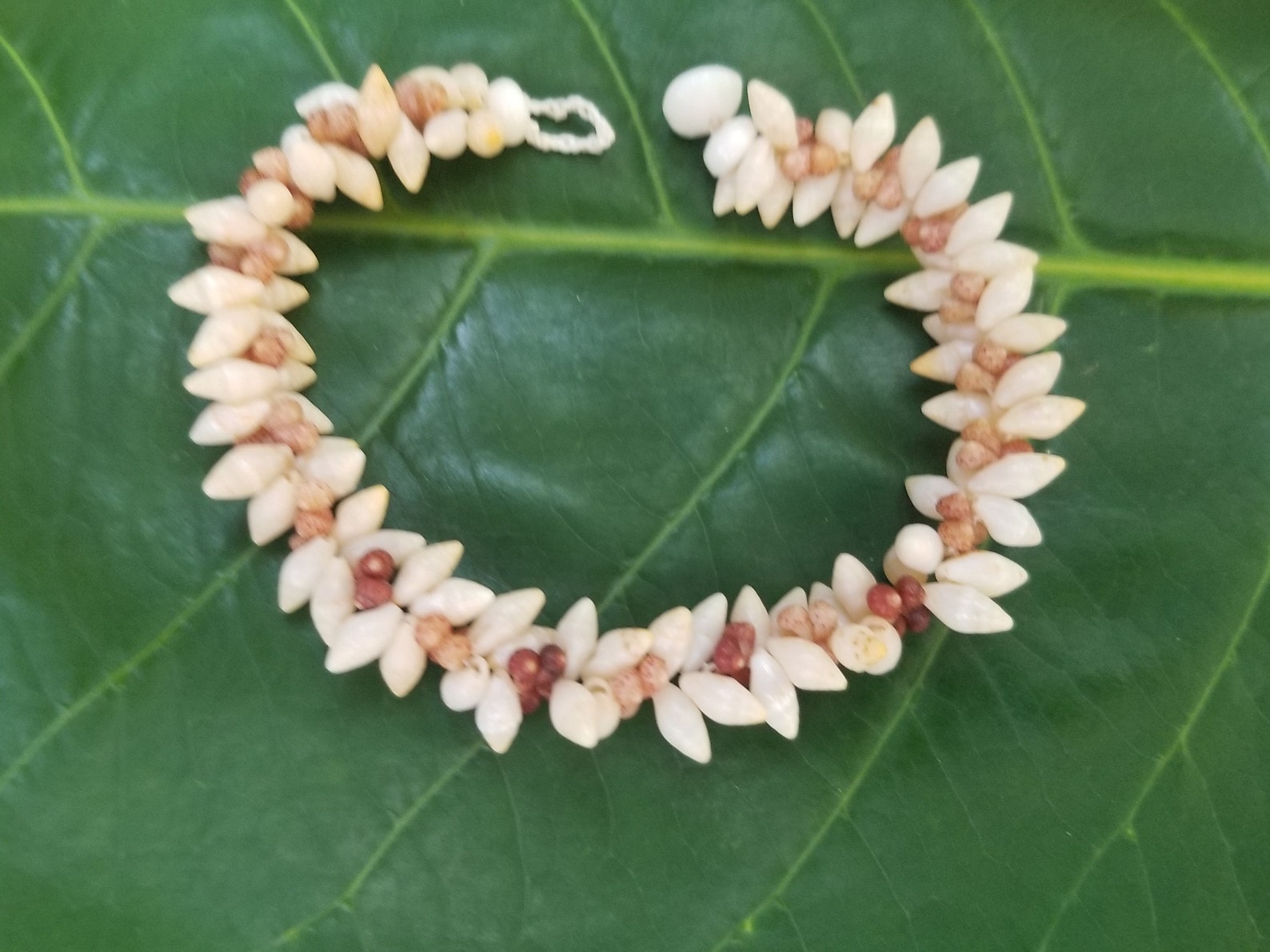 Kahelelani Shell Bracelet: Laiki Shells Kahelelani Shells, Puka Shells ...