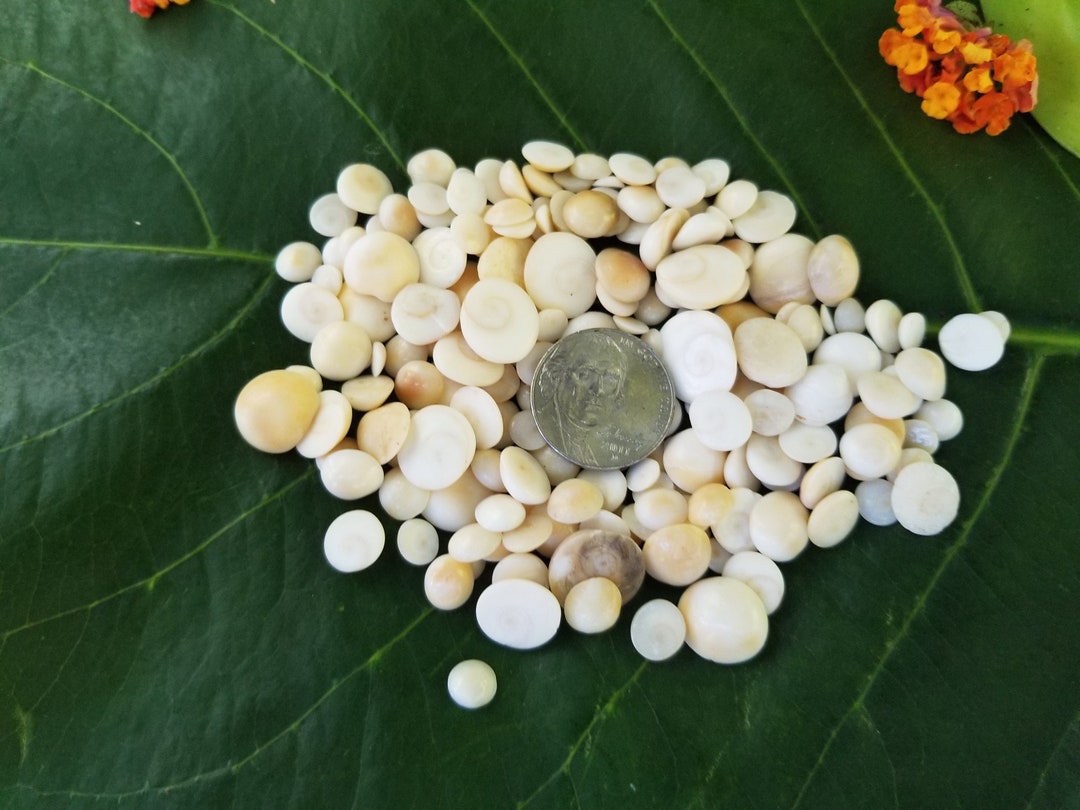 Shivas Eye Shells Hawaiian Shivas Eye Shells Turbon Shell Kauai Shiva ...