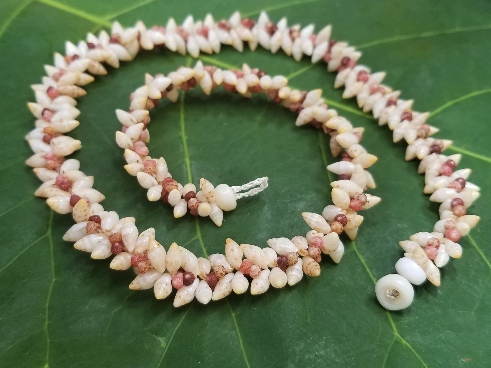 Laiki Shell Lei: Kahelelani Shells, Laiki Shells, Puka Shells, 50lb ...