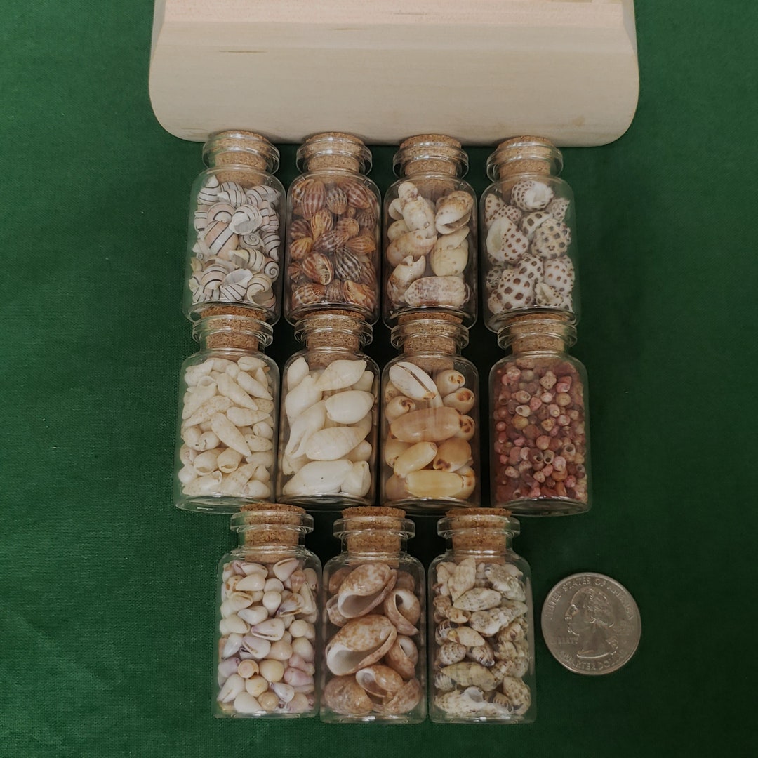 Shells Hawaiian Rare Shell Collection Small Jars Eco Friendly Collected ...