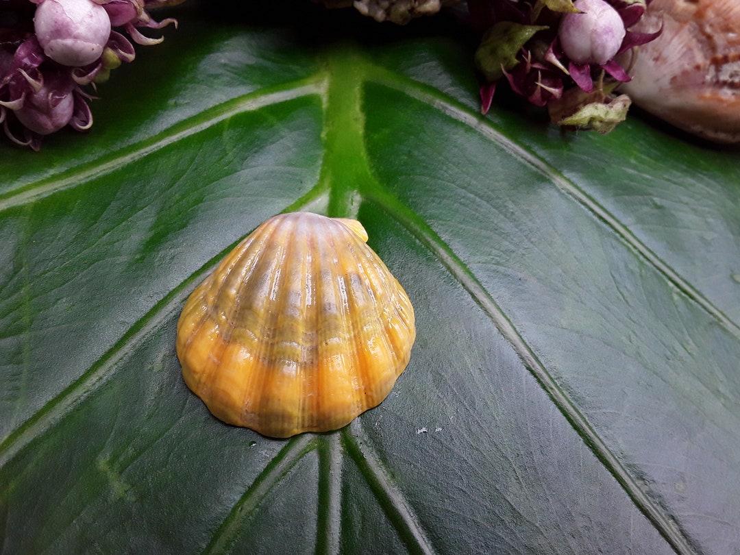 Sunrise Shell Craft Supplies Hawaiian Sunrise Shell Rare Shells Kauai ...