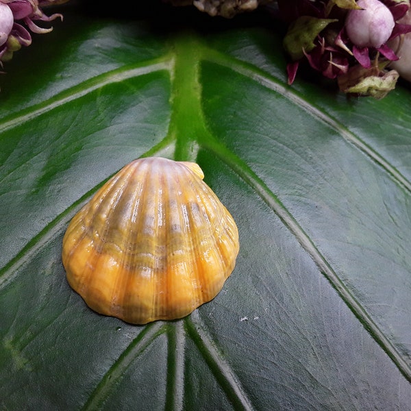 Large Sunrise Shell - Etsy