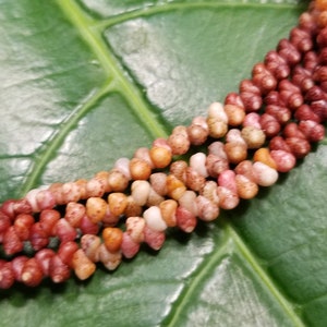 Kahelelani Shell Lei: Rare Hawaiian Shell Necklace, Kauai Jewelry - Etsy