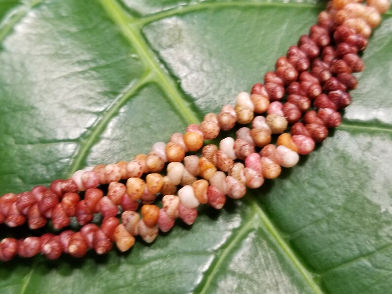 Kahelelani Shell Lei: Rare Hawaiian Shell Necklace, Kauai Jewelry - Etsy