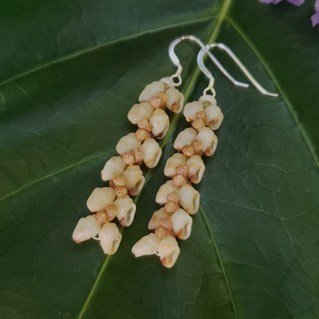 Shell Earrings Kauai Shell Earrings Hawaiian Shell Earrings Rare Momi ...