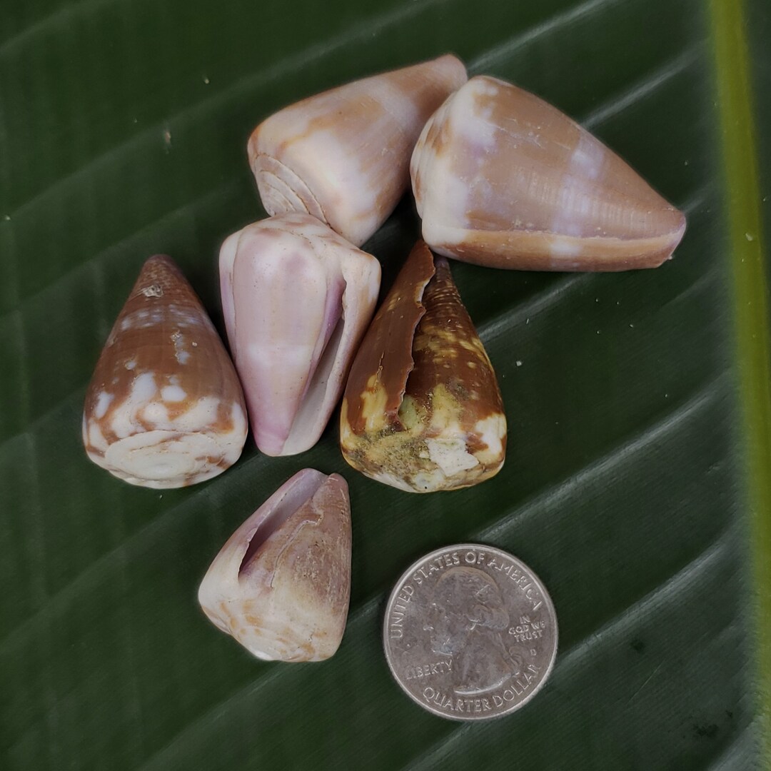 Craft Supplies Hawaiian Rat Cone Shells Kauai Cone Shells - Etsy