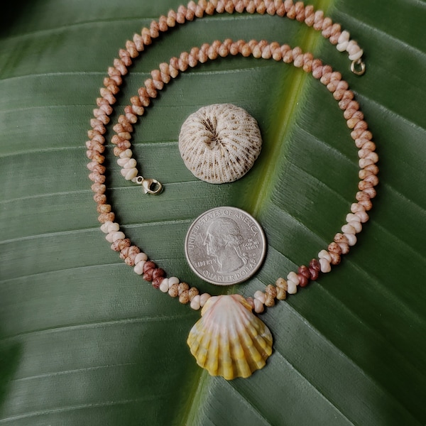 Rare Sunrise Shell - Etsy