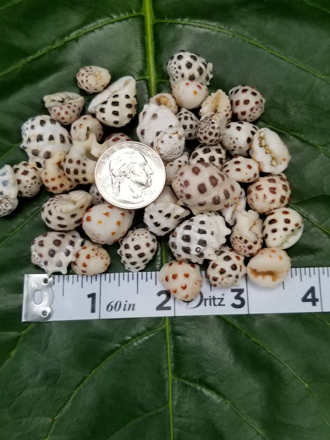 Craft Supplies Hawaiian Drupe Shells Kauai Shells Pacific Ocean Murex ...