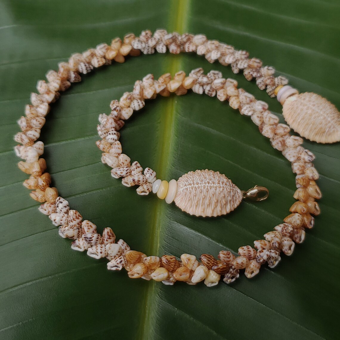 Momi Shell Lei: 21' Inch Necklace, Rare Shells, Granulate Cowrie Clasp ...