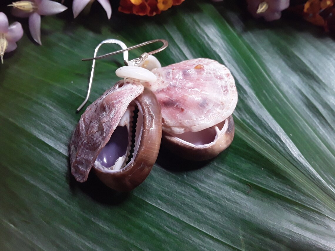 Puka Shell Earrings Cowrie Shell Earrings Hawaiian Style Kauai | Etsy