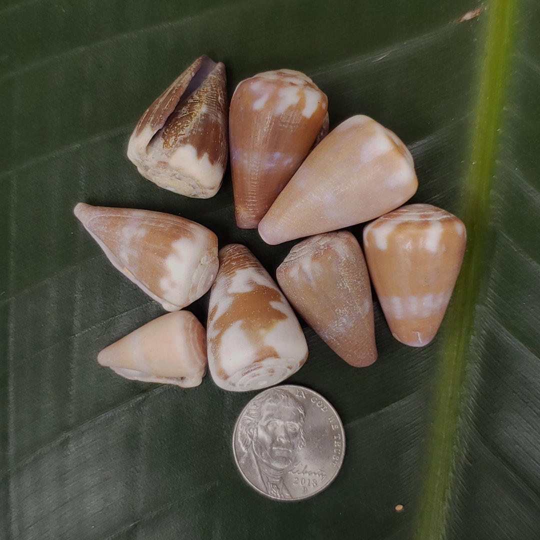 Craft Supplies Hawaiian Rat Cone Shells Kauai Cone Shells Pacific Ocean ...