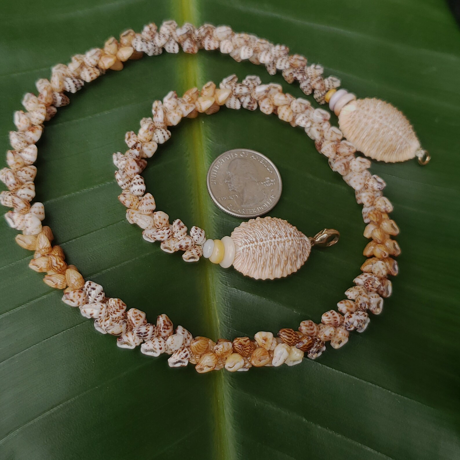 Shell Necklace Kauai Momi Shell Lei Momi Necklace Rare Momi Shell ...