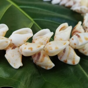 Alilea Shell Lei Hawaiian Strombus Shell Necklace Shell Lei Rare Shells ...