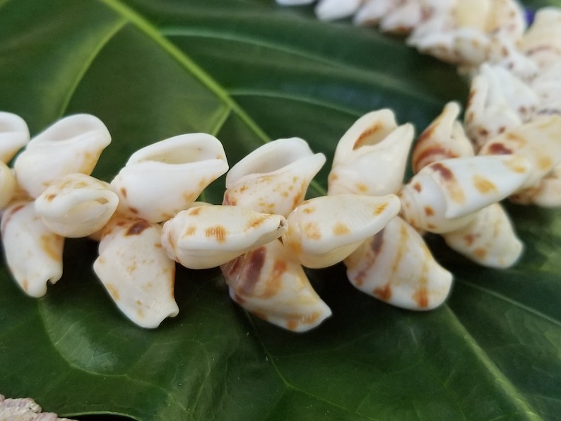 Alilea Shell Lei Hawaiian Strombus Shell Necklace Shell Lei Rare Shells ...