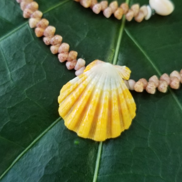 Sunrise Shell Necklace - Etsy