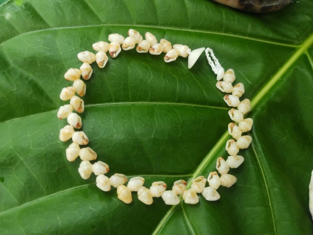 Momi Shell Bracelet: Momi Shells, Puka Shells, Rare Hawaiian Shell ...