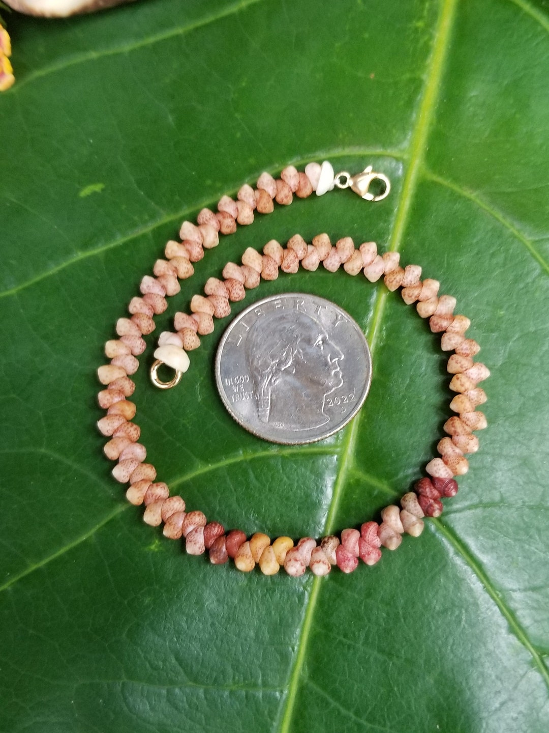 Kahelelani Shell Bracelet Sea Shell Bracelet Kauai Shell Jewelry Eco ...