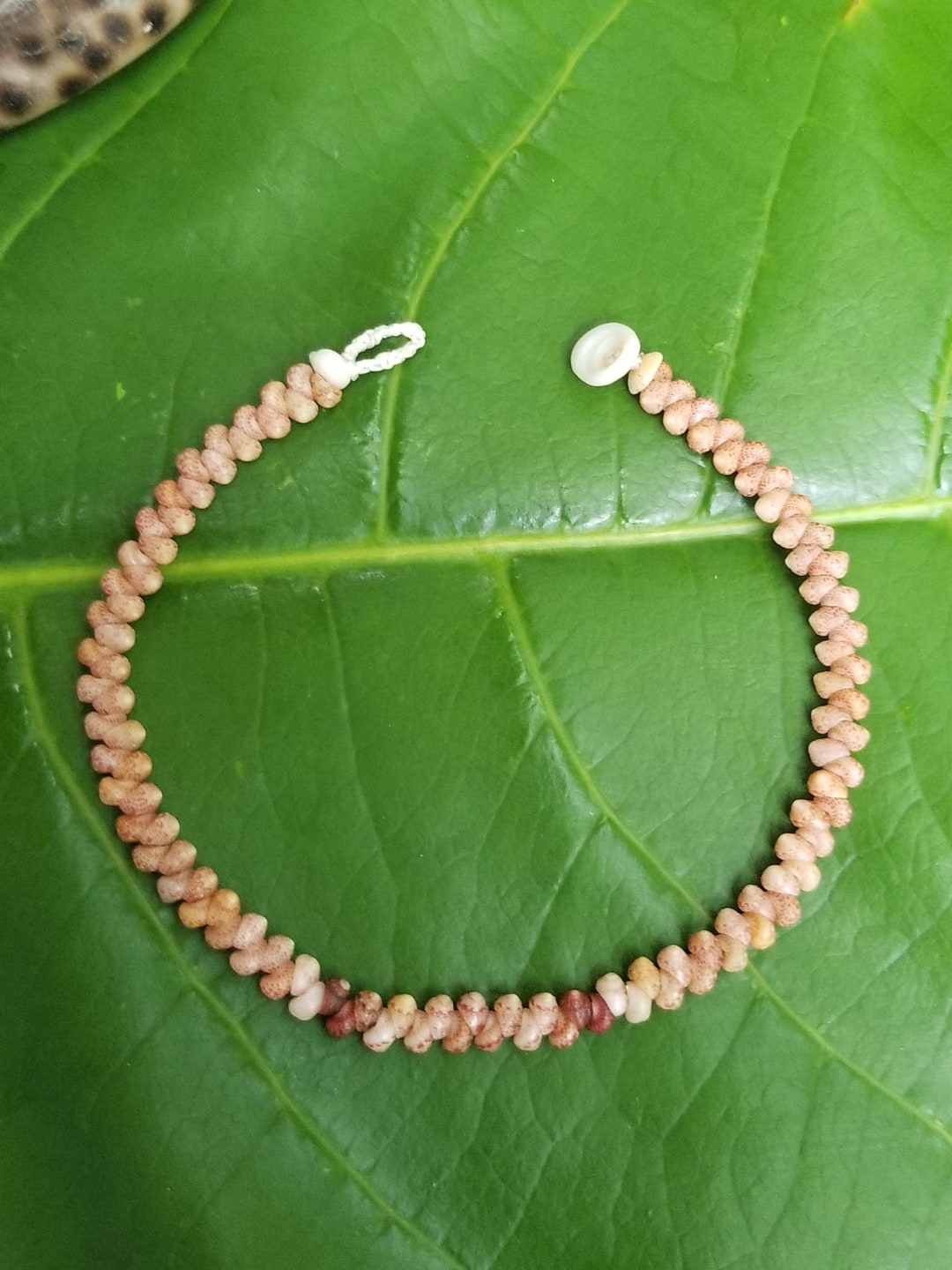 Kahelelani Shell Bracelet Sea Shell Bracelet Kauai Shell Jewelry Eco ...