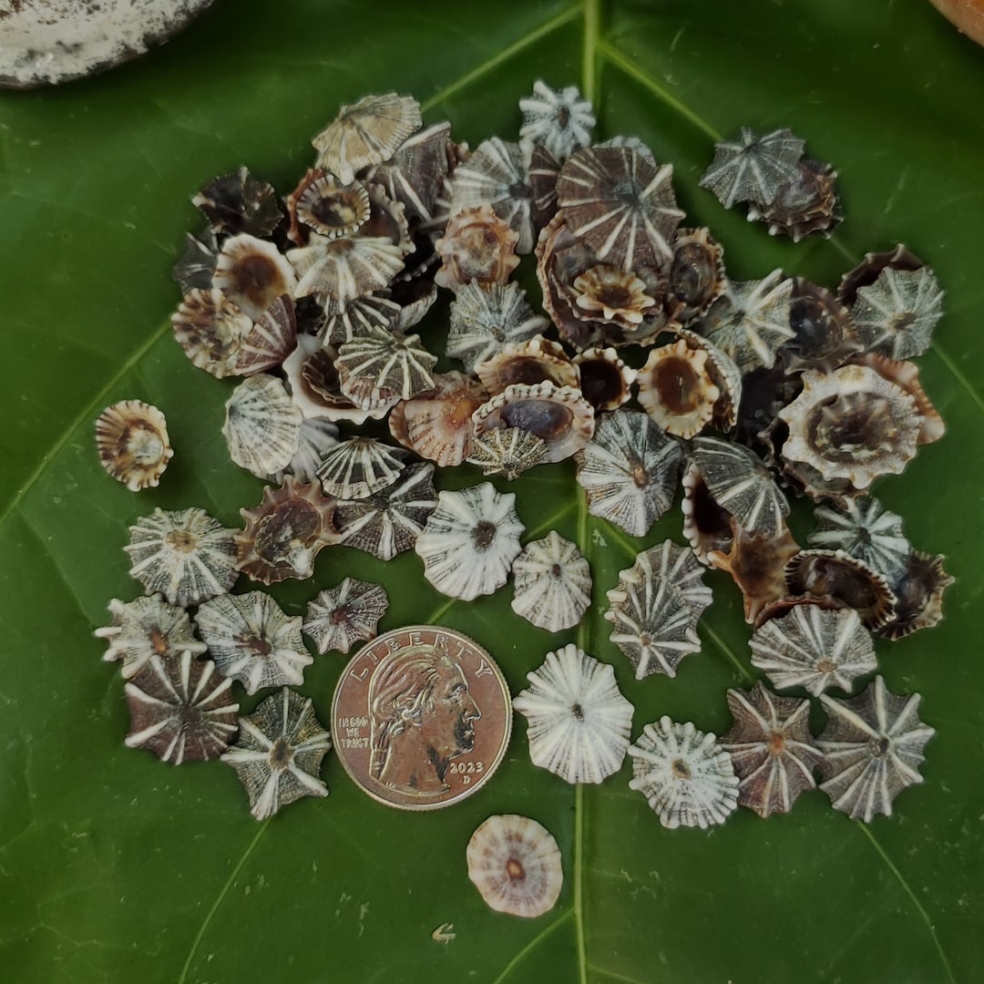 Limpet Shells Beach Shells Hawaiian Limpet Shells Kauai Limpet Shells ...