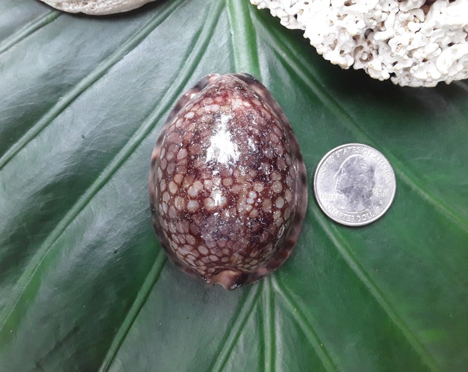 Humpback Cowrie Shell Rare Shells Pacific Ocean Shells Kauai Shells ...