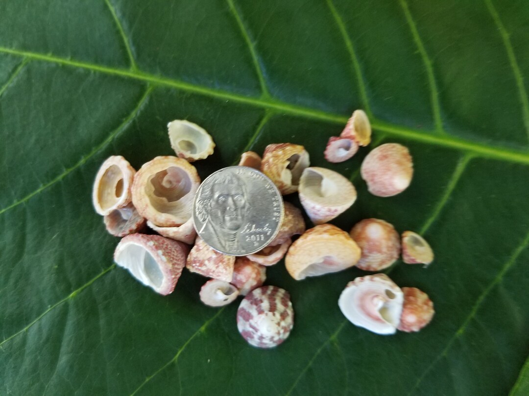 Craft Supplies Hawaiian China Cap Shells Kauai Shells Pacific Ocean ...