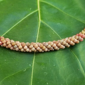 Kahelelani Shell Lei: Kauai Heirloom Necklace, Puka Clasp - Etsy