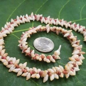 Laiki Shell Lei: Kahelelani Shells, Laiki Shells, Puka Shells, 50lb ...