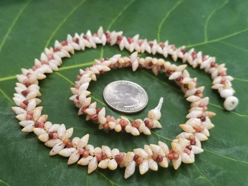 Laiki Shell Lei: Kahelelani Shells, Laiki Shells, Puka Shells, 50lb ...