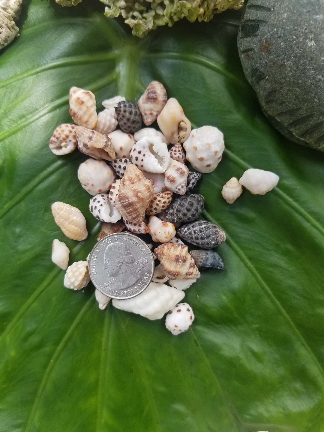 Hawaiian Drupe Shells Kauai Shells Pacific Ocean Shells Kauai Drupe ...