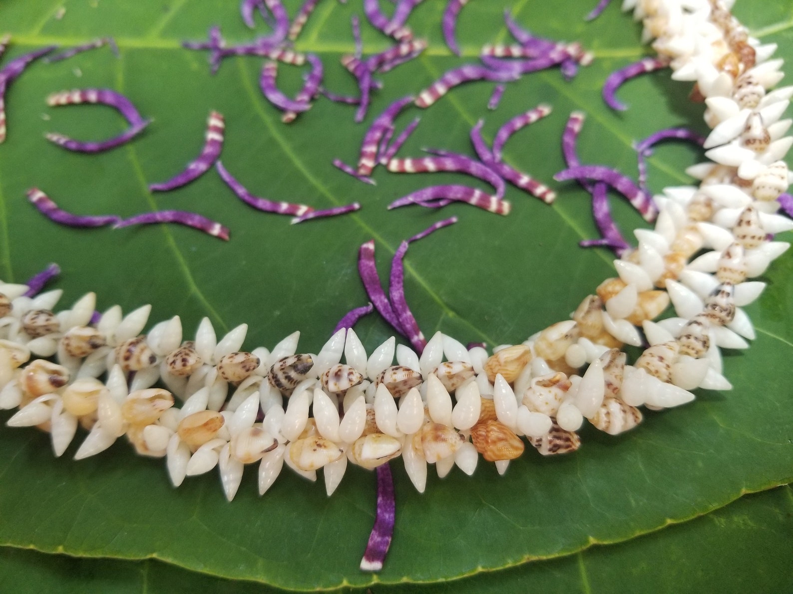 Kahelelani Shell Necklace Momi Shell Jewelry Momi Shell - Etsy