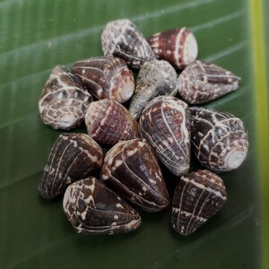 Craft Supplies Hawaiian Chaldean Cone Shells Kauai Cone Shell Pacific ...