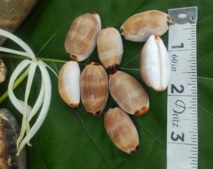 Hawaiian Textile Cone Shell Kauai Cone Shell Pacific Ocean Shells Kauai ...