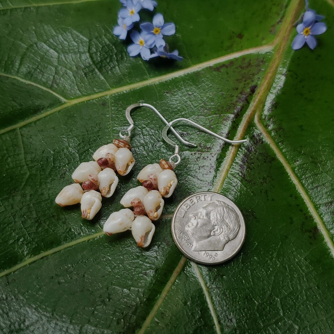 Shell Earrings Kauai Kahelelani Shell Earrings Hawaiian Momi Shell ...