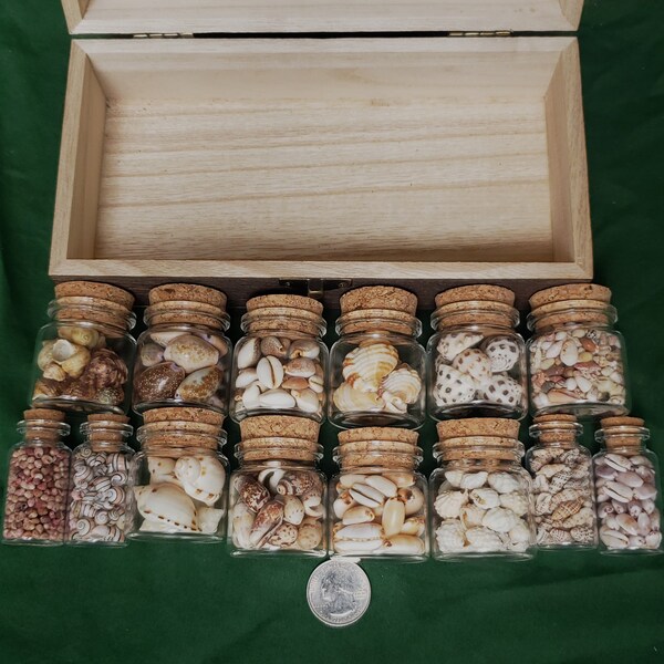 Rare Sea Shells - Etsy