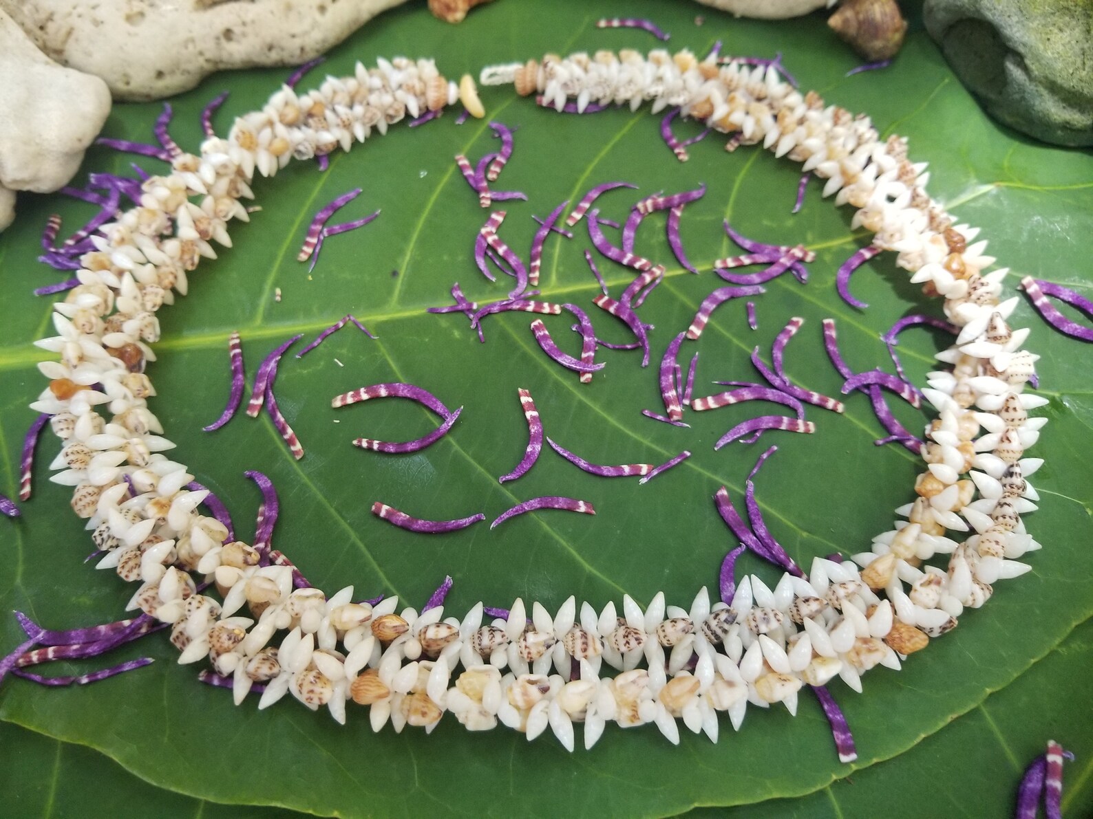 Kahelelani Shell Necklace Momi Shell Jewelry Momi Shell - Etsy