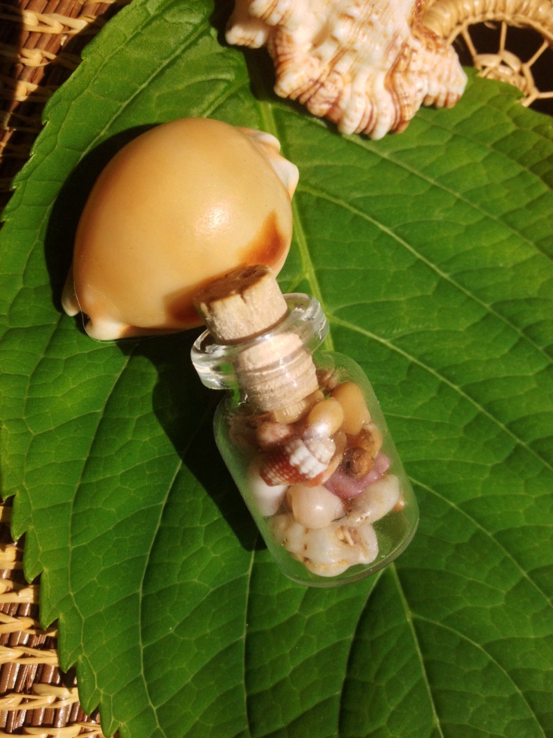 Seashells Small Shells Kauai Shells Hawaiian Craft Suppies Eco Friendly ...