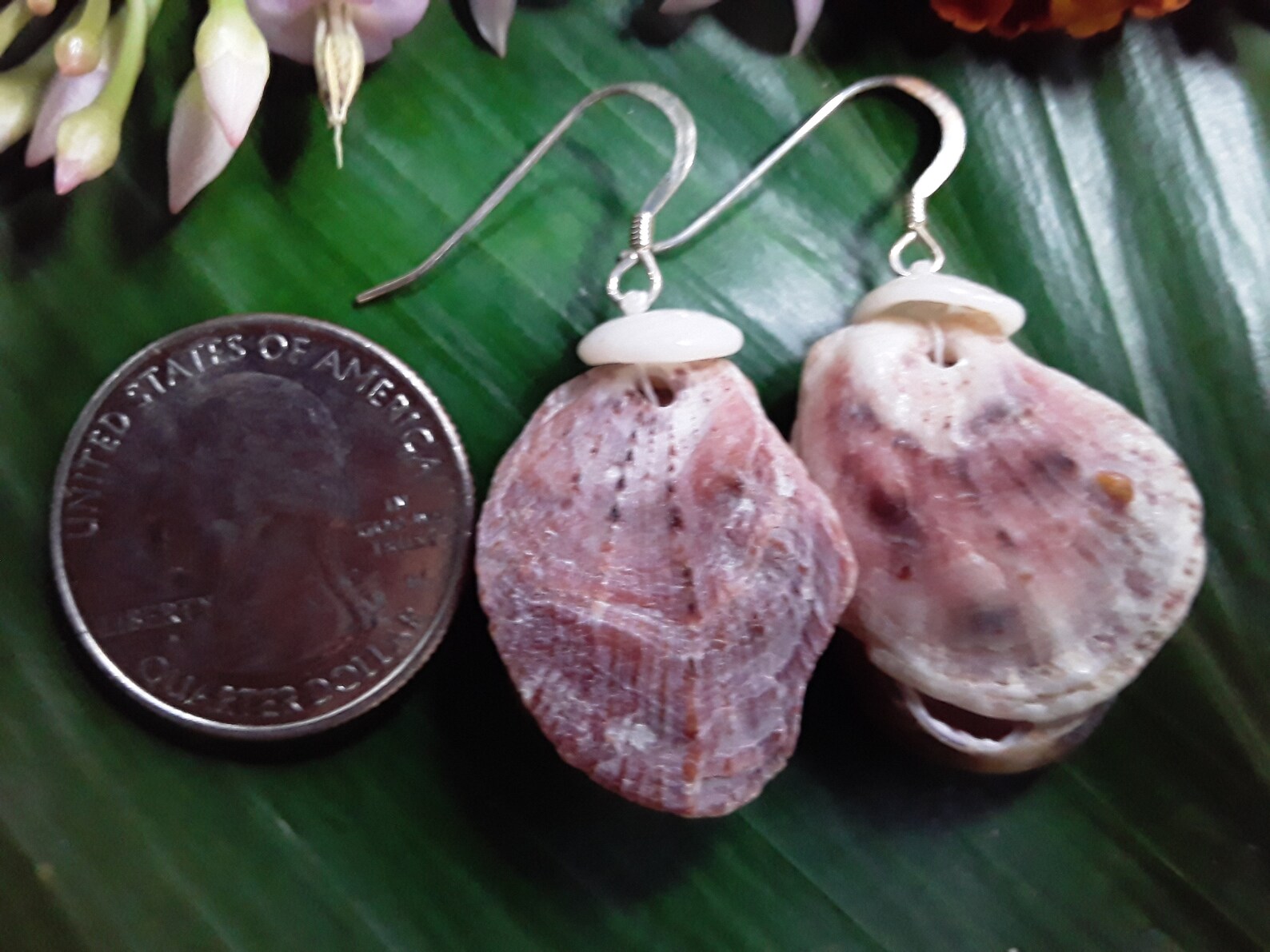 Puka Shell Earrings Cowrie Shell Earrings Hawaiian Style Kauai | Etsy