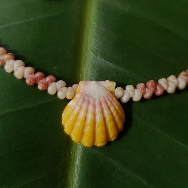 Rare Sunrise Shell - Etsy