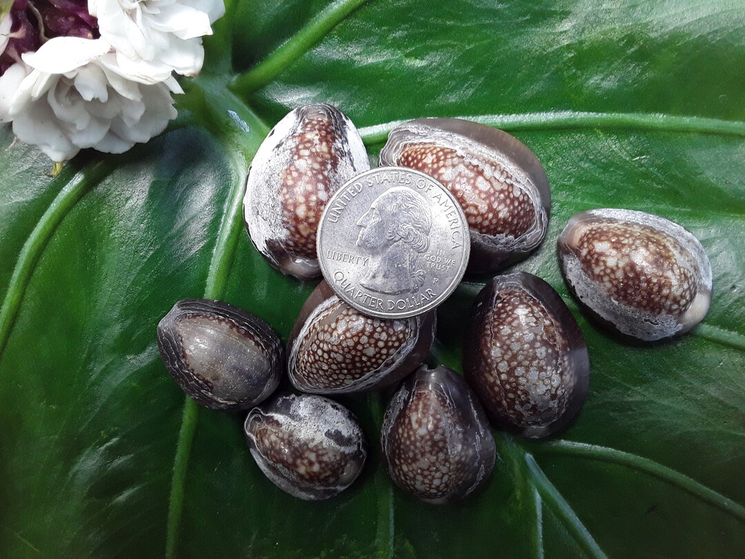 Craft Supplies Hawaiian Cowrie Shells Kauai Shell Pacific Ocean Shells ...