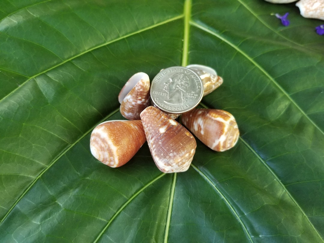Craft Supplies Hawaiian Cat Cone Shells Kauai Cone Shells Pacific Ocean ...