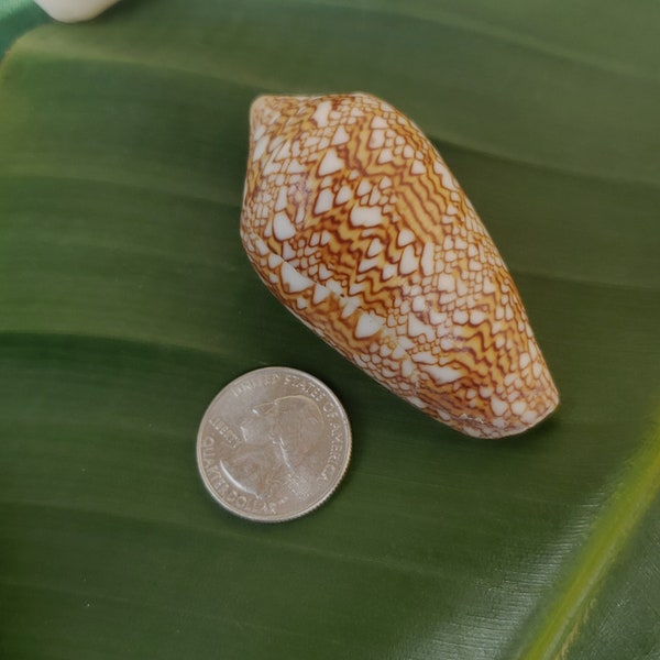 Cone Shells Hawaii - Etsy