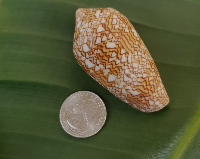 Hawaiian Textile Cone Shell Kauai Cone Shell Pacific Ocean Shells Kauai ...