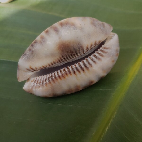Hawaiian Cowrie Shells - Etsy