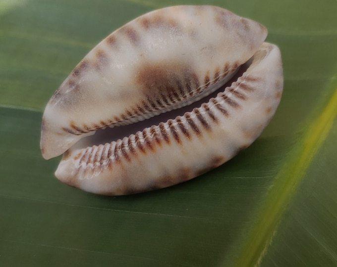 Reticulated Cowry Shell Rare Shells Pacific Ocean Shells Kauai Shells ...