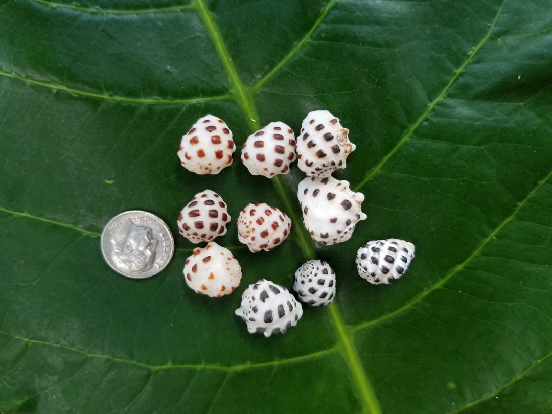 Craft Supplies Hawaiian Drupe Shells Kauai Shells Pacific - Etsy