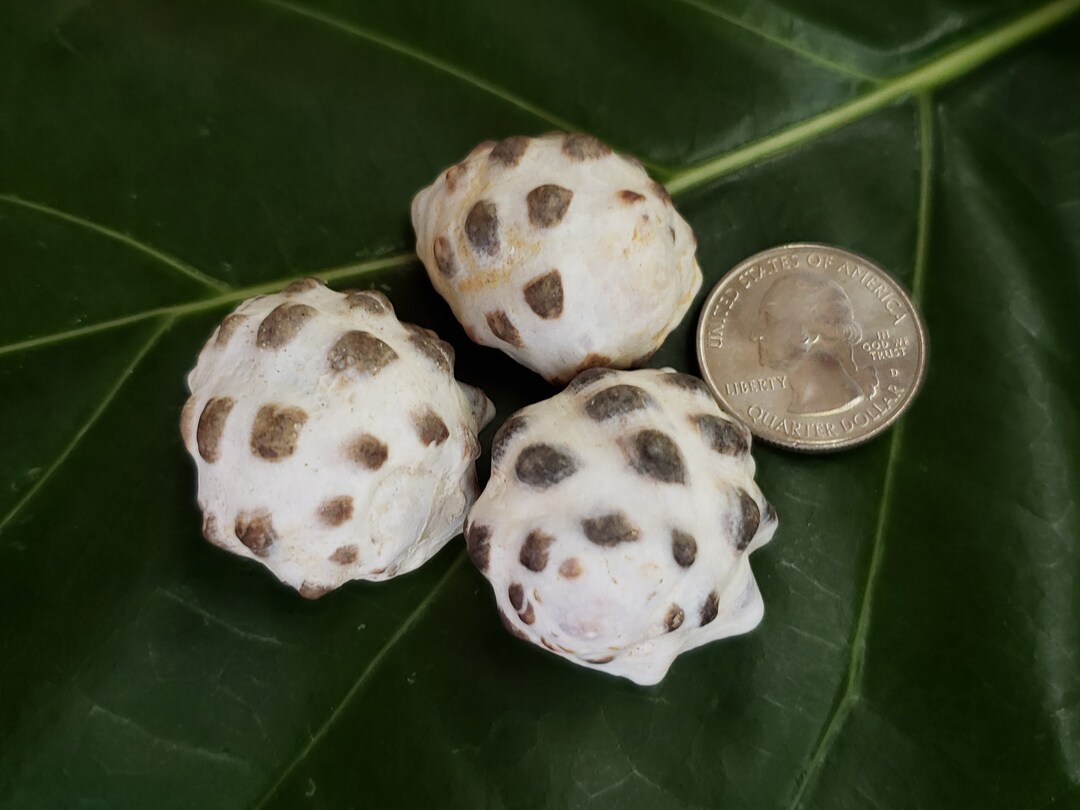 Hawaiian Mulberry Drupe Shells Kauai Shells Pacific Ocean Shells Kauai ...