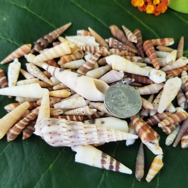 Auger Shells - Etsy