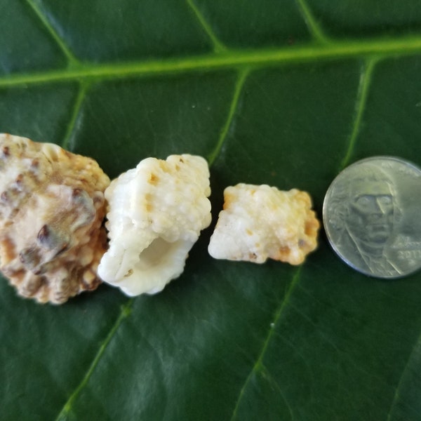 Kauai Shells - Etsy
